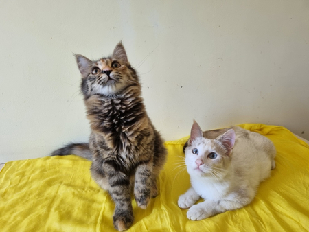 Отдам котят в добрые руки