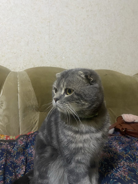 Кошка скоттиш фолд