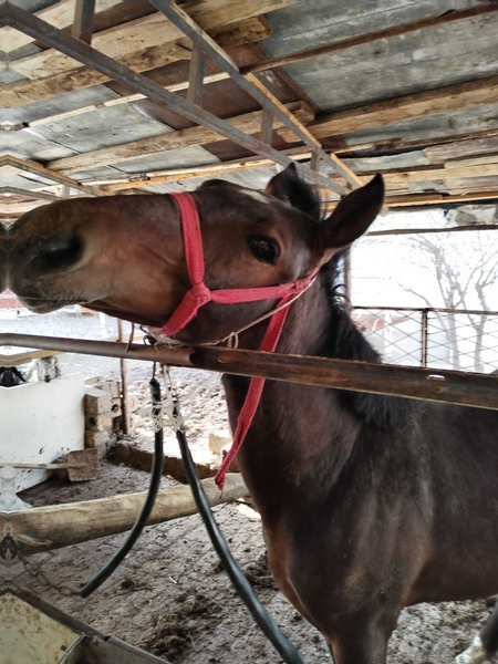 От сотилади 1.5 бовоти