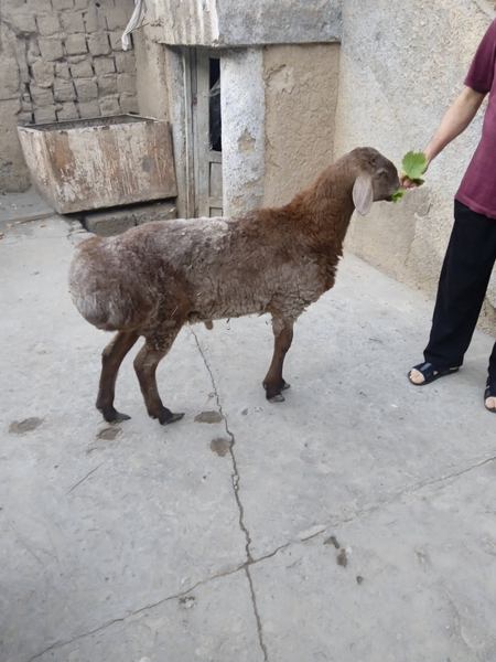 Sariq qo'chqor sotiladi