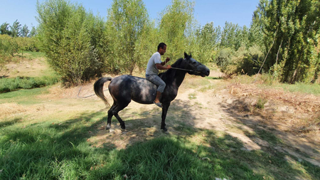 Ot sotiladi  Namangan chortoq