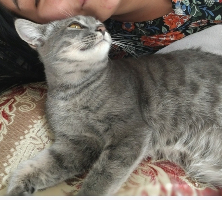 Кошка пропала серая