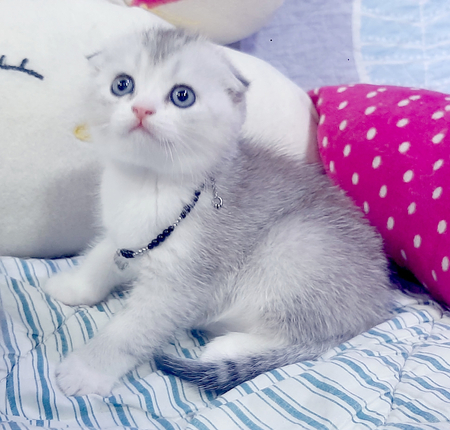 Мальчик скоттиш фолд