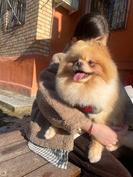 Померанский шпиц