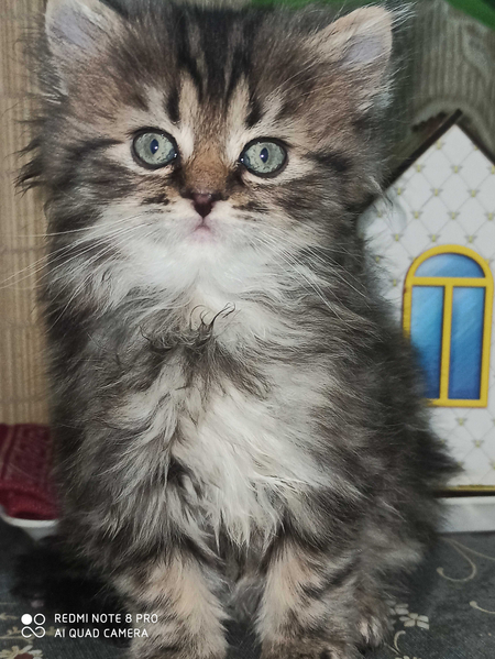 Шотландские котята,два мальчика и две девочки,1,5 месяца,родители