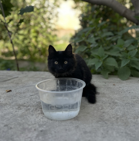 Котёнок, девочка, 2,5 месяца