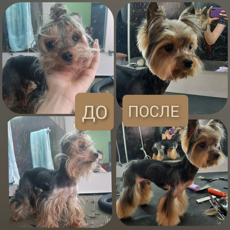 “Barber DoG” Салон красоты для животных