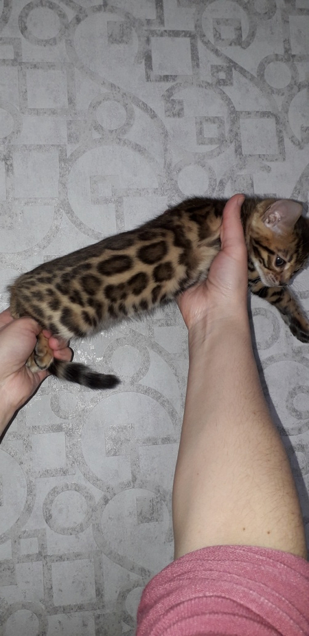 Бенгальские котята