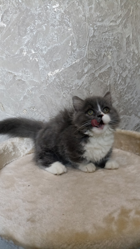 Продаются котята манчкины