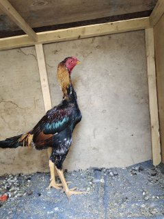 Dakan xoʻroz va toʻvuq