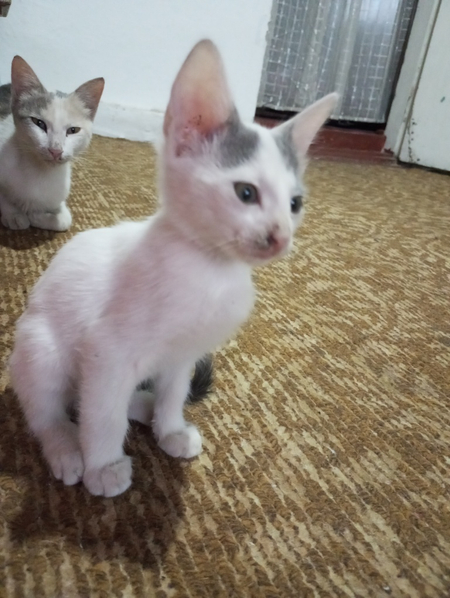 Mushuk bolachalari