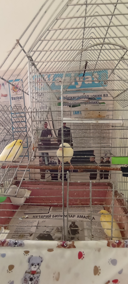 Канарика сотлади