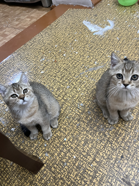 Шотландские котята короткошерстные