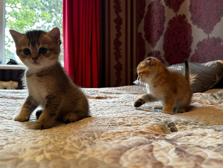 Продаются котята