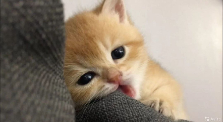 Котята золотая шиншилла