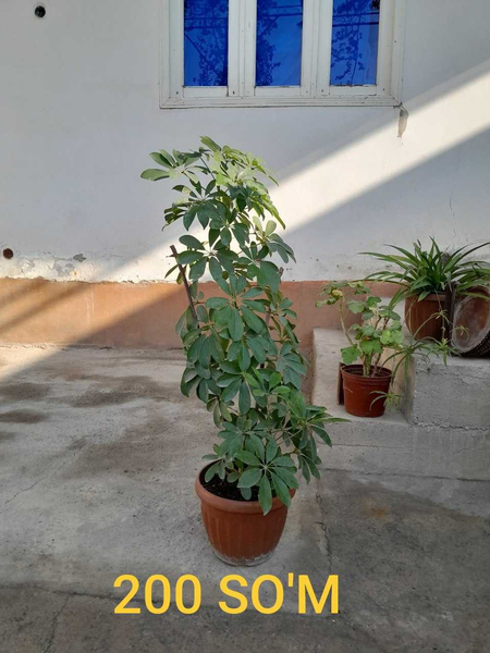 Xar xil gullar narxi rasimda