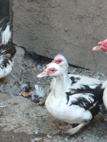 Продам инда уток