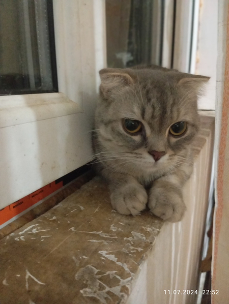 Скоттиш фолд Продается