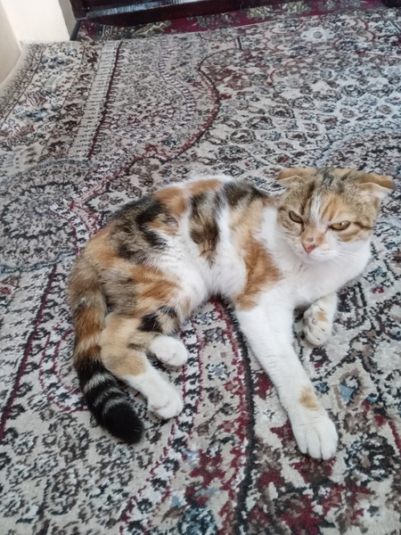 Muwuk sotaman zotli