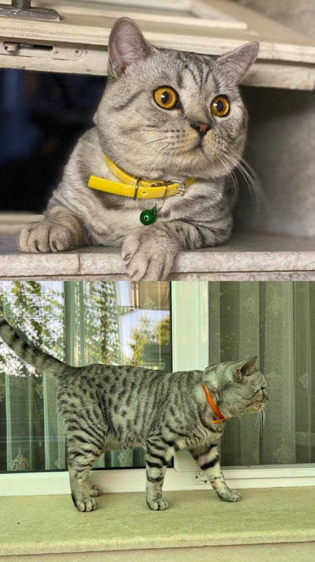 Шиншилла редкий окрас