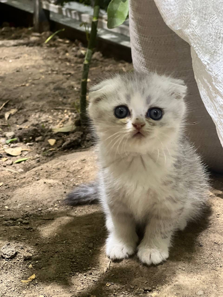 Персидские котята от правильной вязки