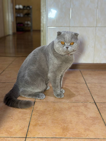 КОТ НА ВЯЗКУ!!!
Не продается!!!