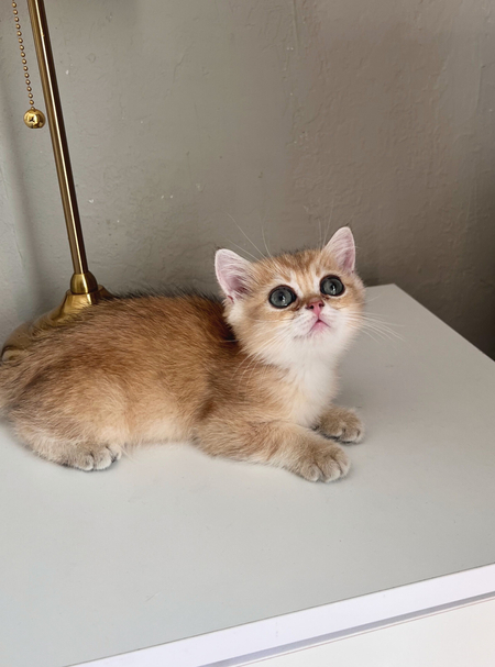 Котята Золотая шиншилла