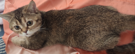 Котенок  золотая шиншилла