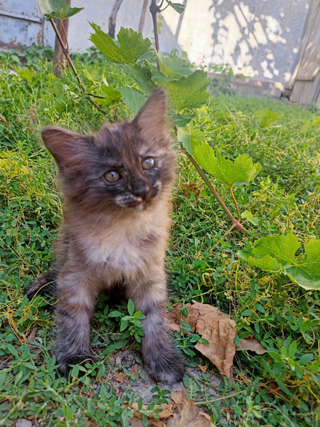 Отдам котенка в хорошие руки