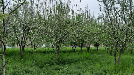 kadastir qilingan