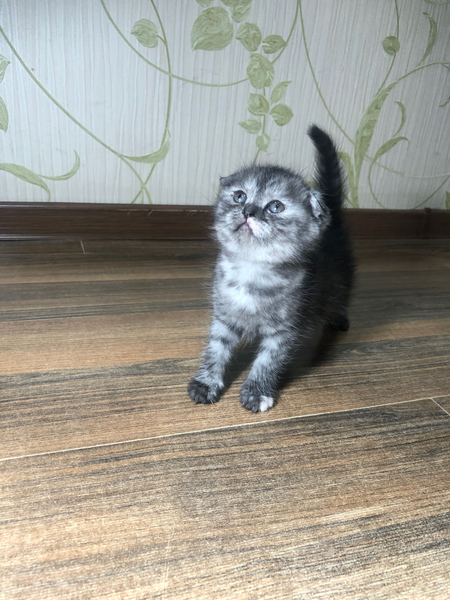 Котята породистые
