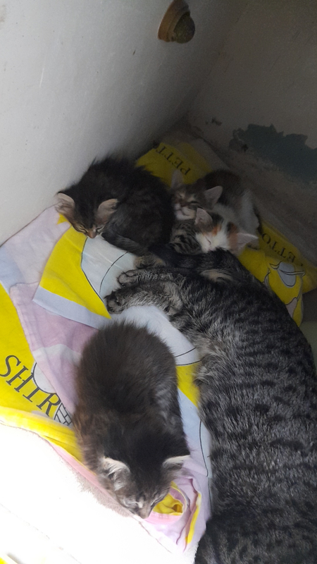 Котята в хорошие руки