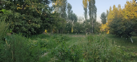 Продается участок на Янгибазаре