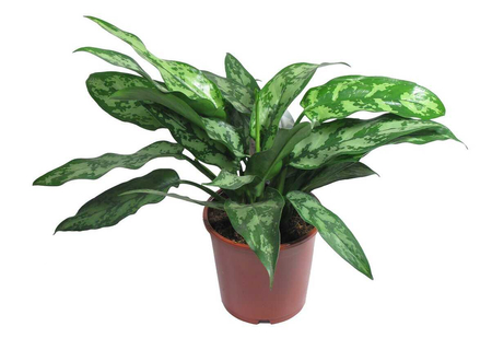 Цветы Аглаонема (Aglaonema)