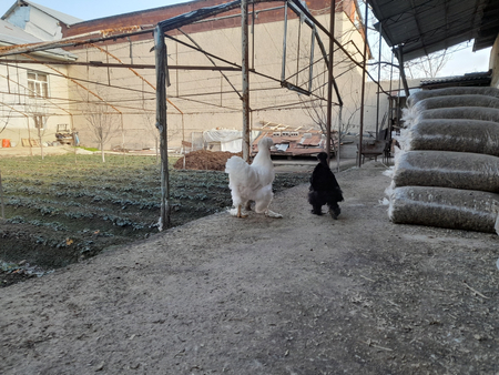 Brama tovuq xurozlari sotiladi qoni toza 2 ta mokiyon 2 ta xuroz bor