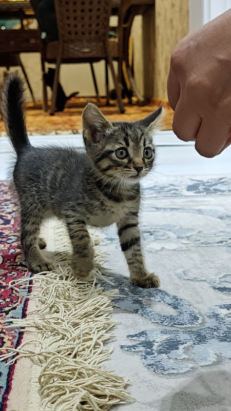 Tigir laqabli mushug