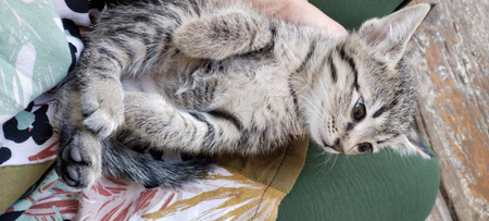 Котята в добрые руки)