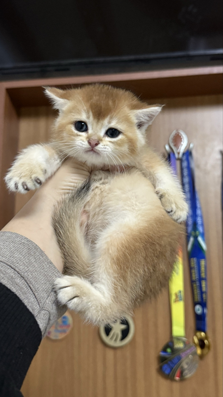 Котёнок британец