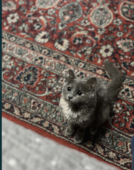 Киз Бола Мушук
