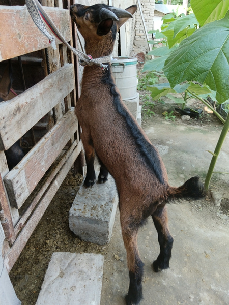 Alpen Echki bolalari sotuvda 3dona bor 2oylik