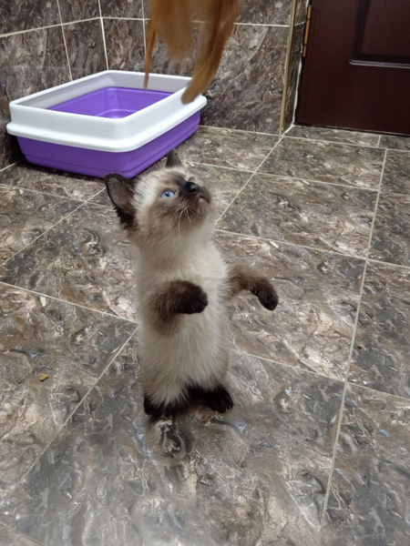 Продаёте котята Сотилади Мушу болачалари
