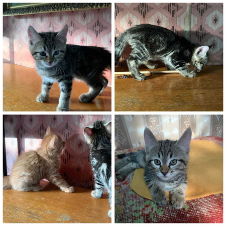 Котёнок .Девочка. 2 месяца В добрые руки.
