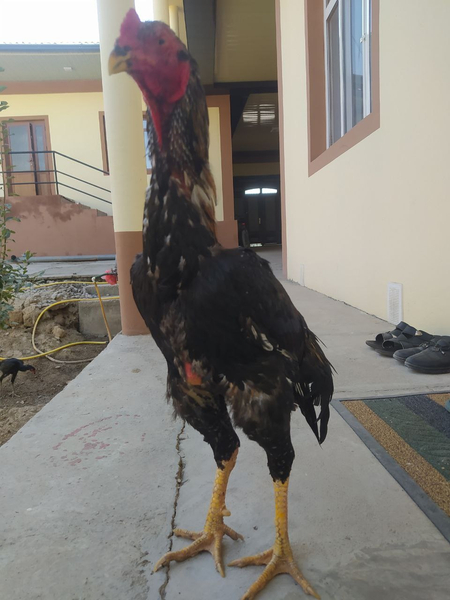 Dakan xoʻroz sotiladi 11 oyli