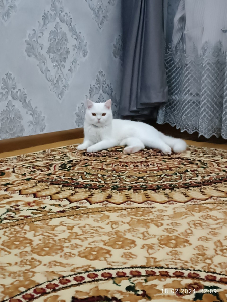 Scotish stray sotilmaydi vyazkaga