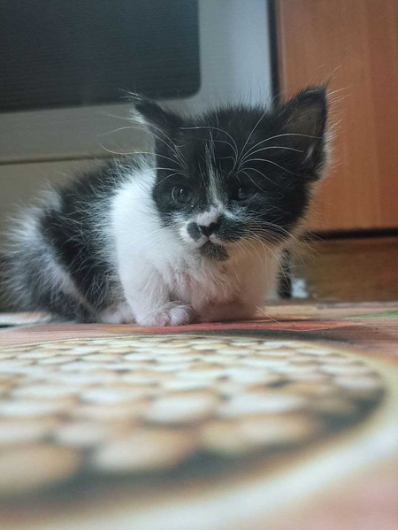Домашний котенок