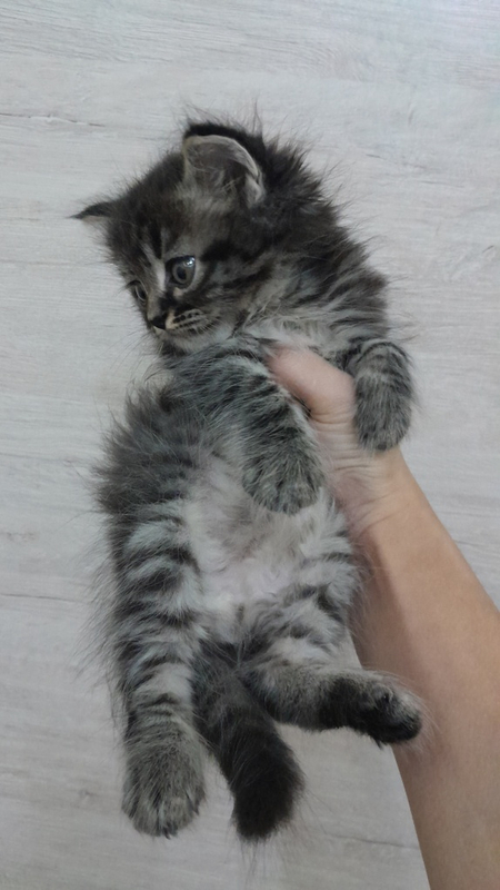 Сибирский котёнок мальчик