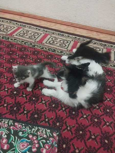 Uy mushugi 3 ta bolasi bor