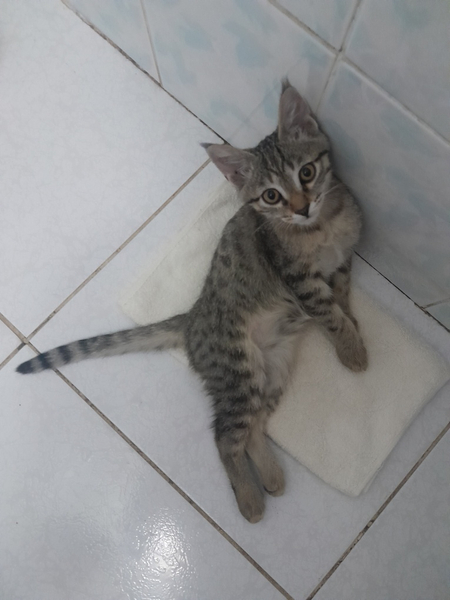 Срочно! Только в добрые руки! Домашний котёнок (девочка)!