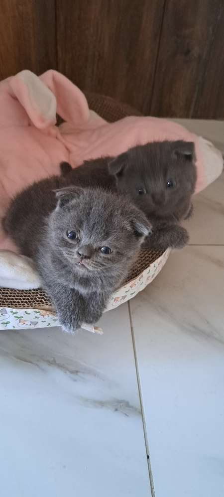 Шотландский котяты