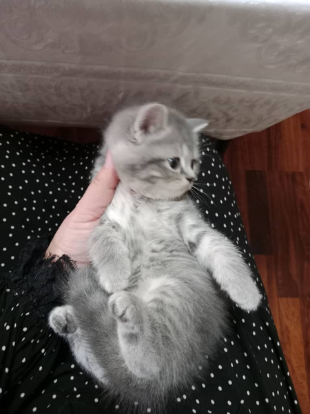 Продается котята скоттиш фолд скоттиш страйт